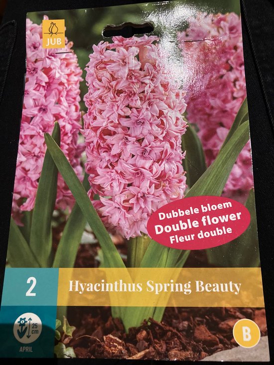 Hyacinthus Spring Beauty | bol.com