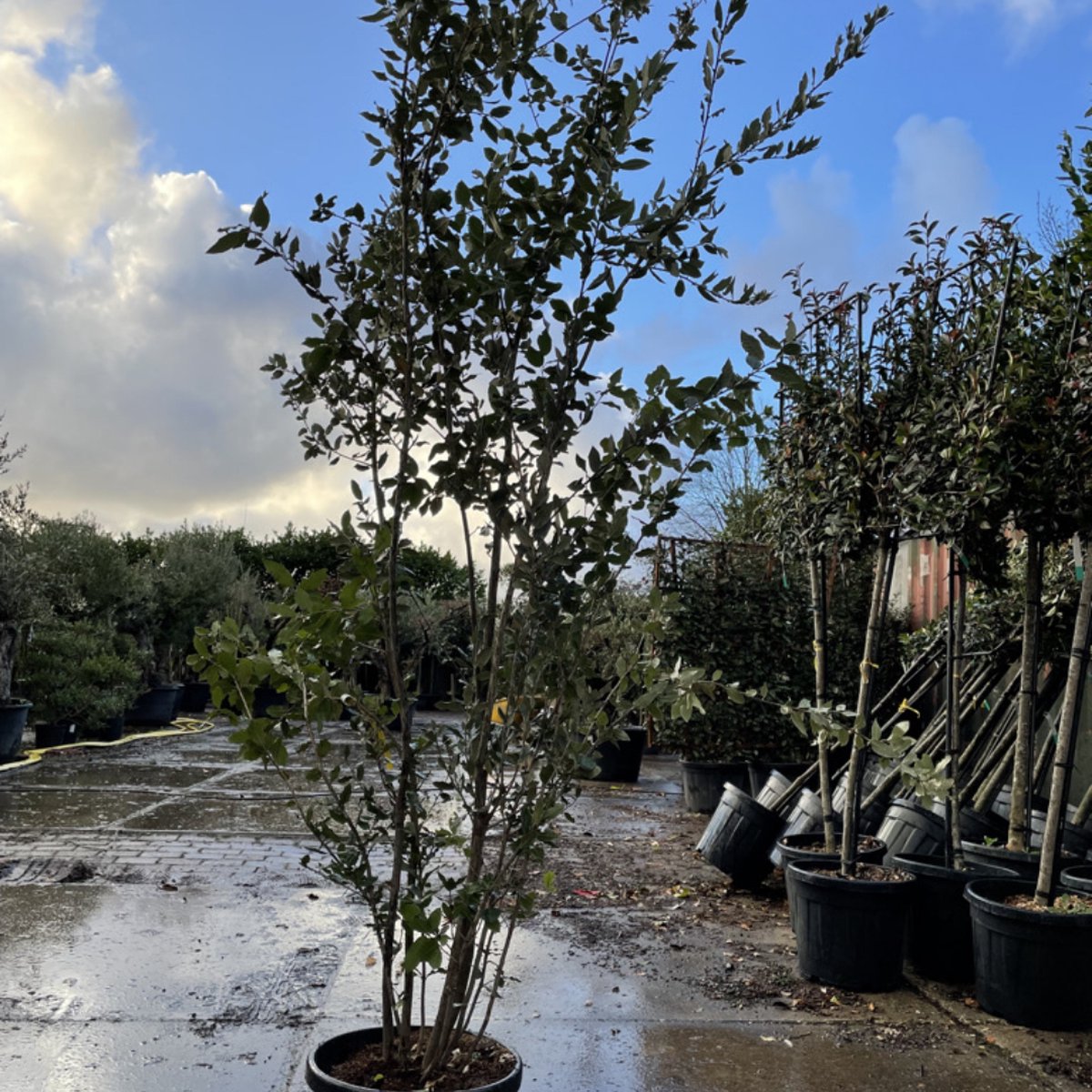 Steeneik - Quercus Ilex - Meerstammig wilde vorm | bol