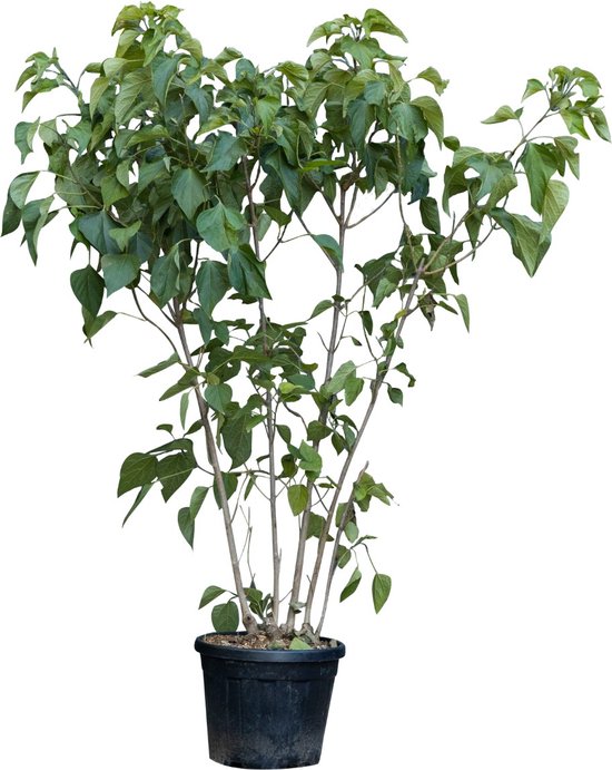 Pindakaasboom meerstammig | Clerodendrum trichotomum | Bomenbezorgd.nl ...