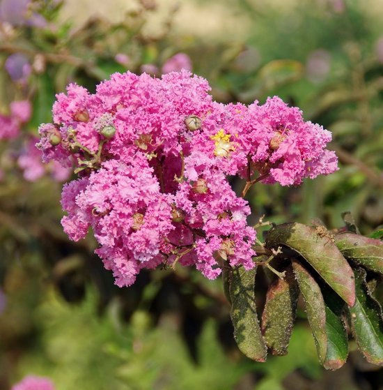 Lagerstroemia - Bloeirijke terrasplant - 3 Liter +/- 40 cm: Opvallende ...