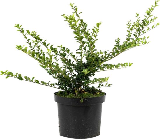 Ilex crenata 'Convexa' - 15-20 cm | bol