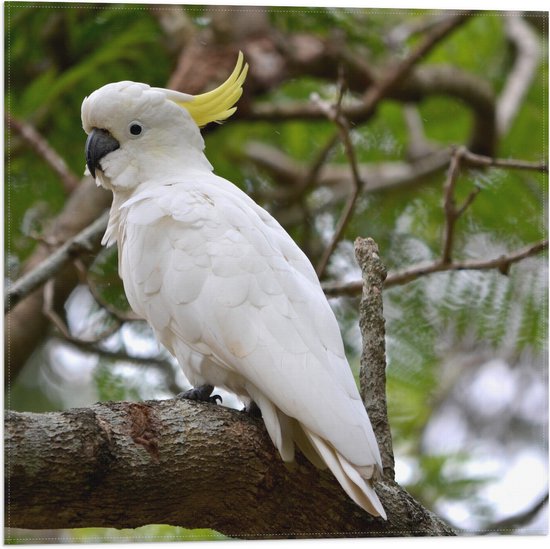 Vlag - Kaketoe Vogel met Gele Kuif op Dikke Boomstam - 50x50 cm Foto op ...