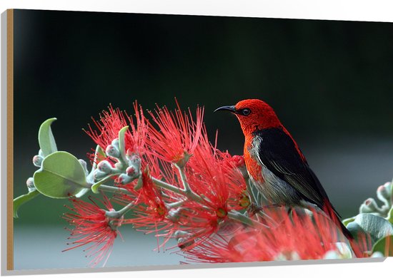 Hout - Opzijkijkende Rode Vogel Zittend op Rode Plant - 120x80 cm - 9 ...