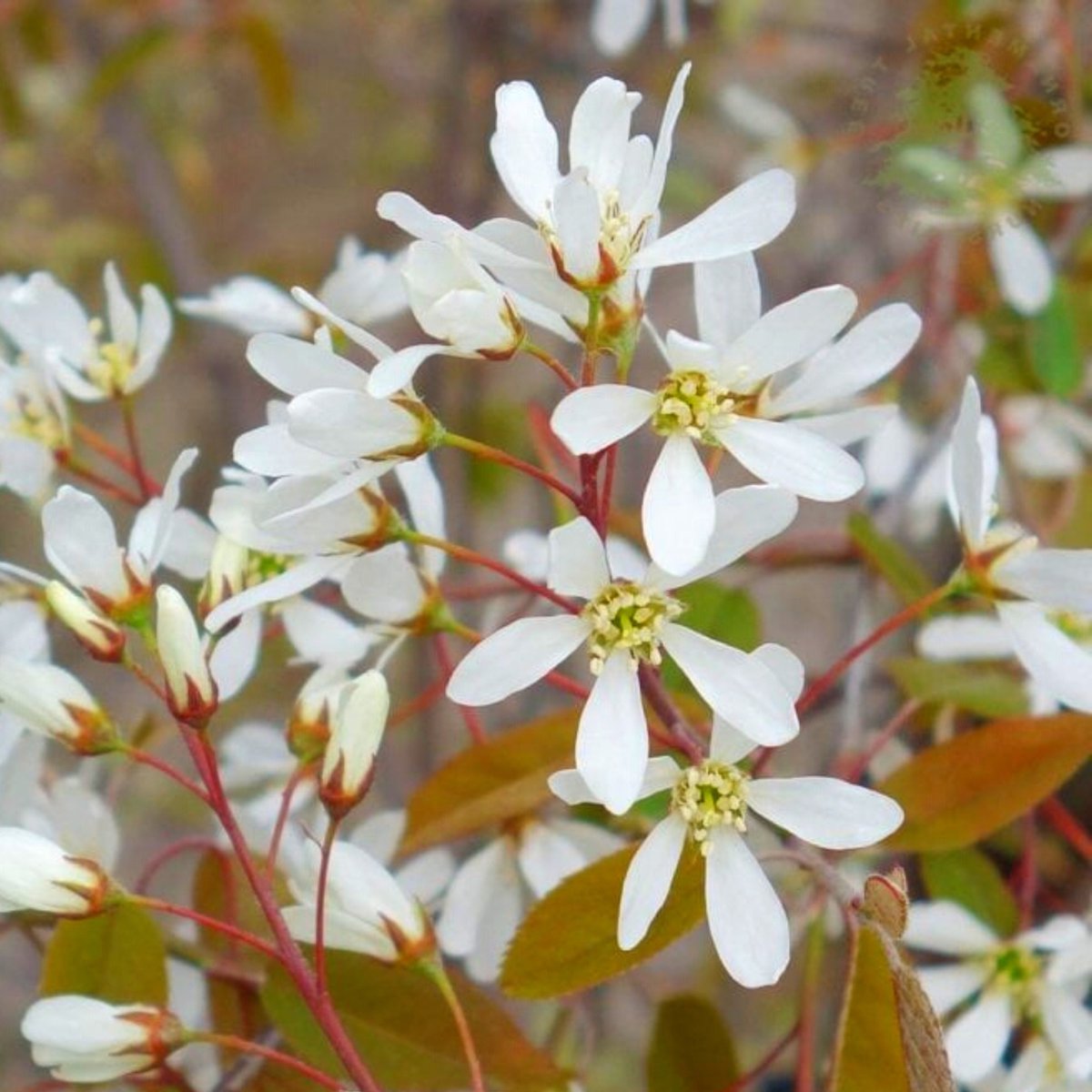 Krentenboompje - Amelanchier lamarckii - Buitenplant - Tuinplant | bol