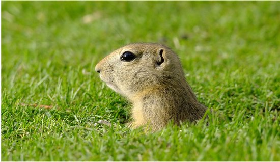 Inductieplaat Beschermer - Baby Goffer Komt uit de Grond - 90x52 cm - 2 ...