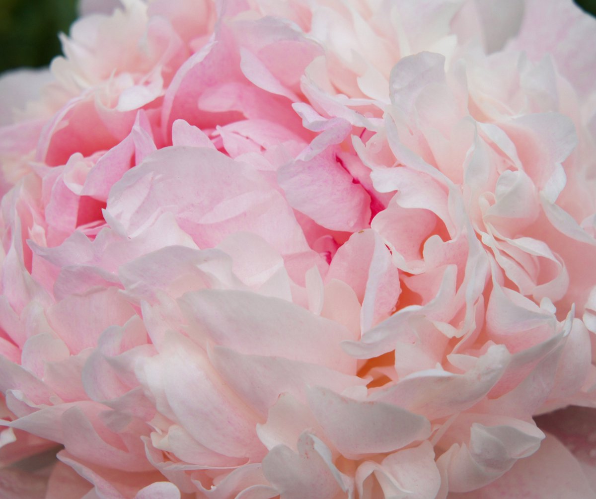Paeonia - Pioenroos - Gardenia - 5 stuks | bol.com