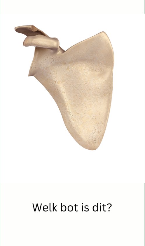 JDN Education Care Leerkaarten Anatomie Botten | bol