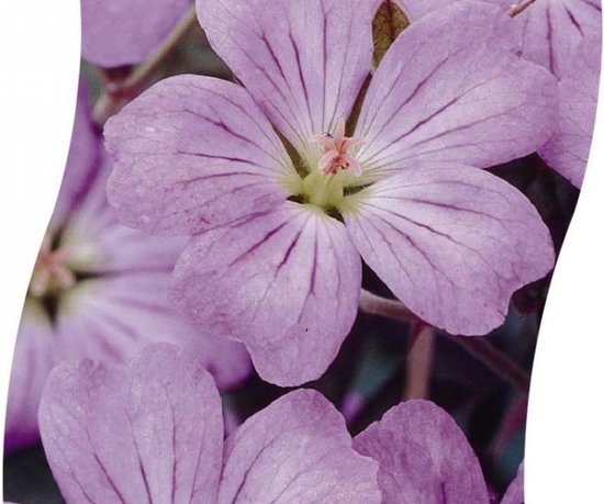 3 stuks | Geranium 'Dusky Crûg' P11 | bol