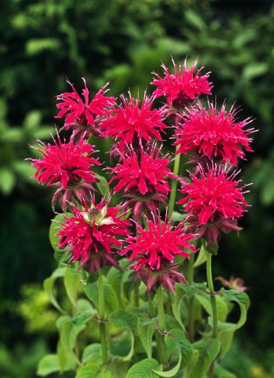 3 stuks | Monarda 'Mahogany' P9 cm | bol