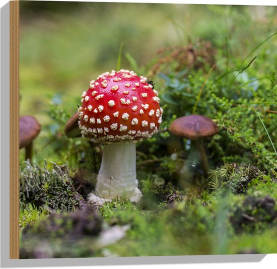 Hout - Paddenstoel Rood met Witte Stippen in het Bos - 50x50 cm - 9 mm ...