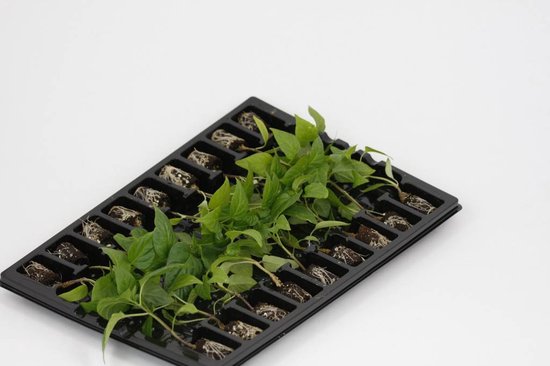 Spaanse peper ( 8 planten) | bol