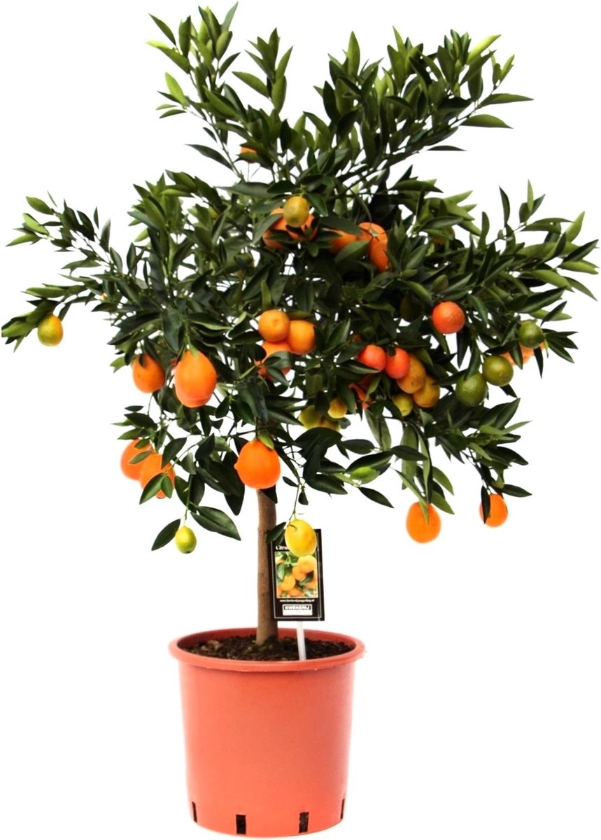 Citrus Kucle | bol.com