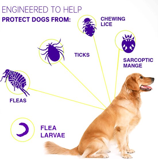 EDMONDO Vlooien Teken Luizen kam - Diervriendelijk - Incl. Zwarte ...