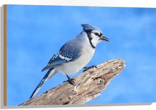 Hout - Blauwe Gaai Vogel zittend op Tak - 90x60 cm - 9 mm dik - Foto op ...