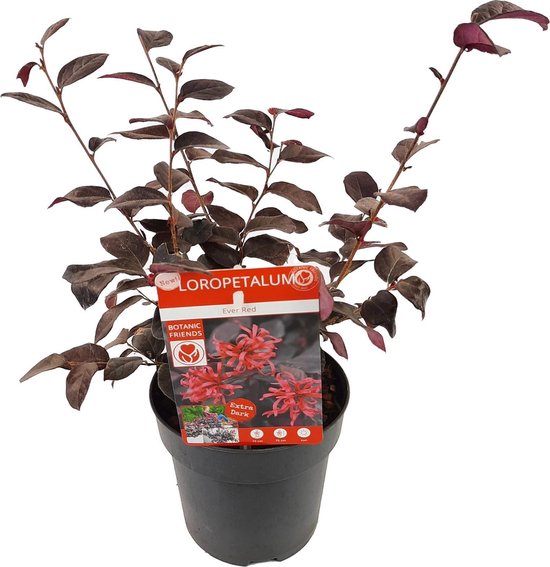 Hello Plants Loropetalum Chinese Ever Red Heksenstruik - Struik ...