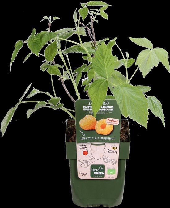 Hello Plants Rubus Autumn Amber Herfstframboos - Frambozenstruik - Ø 13 ...