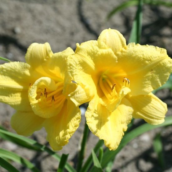 6x Daglelie - Hemerocallis ‘Happy Returns’ - Pot 9x9cm | bol
