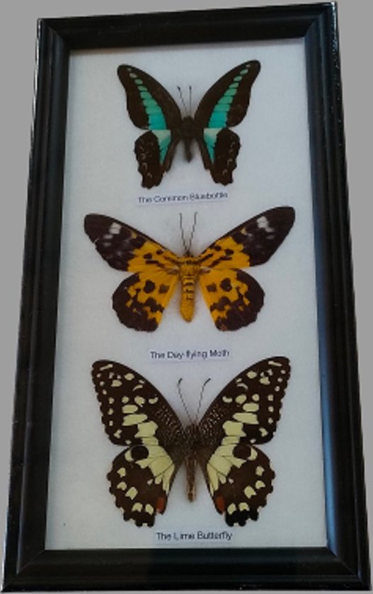 vlinder vlinders vlinder echt insect insecten opgezette vlinder ...