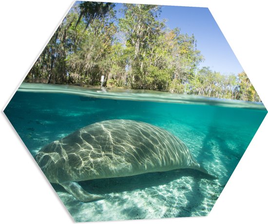 PVC Schuimplaat Hexagon - Doejong Zeekoe Zwemmend over de Bodem in ...
