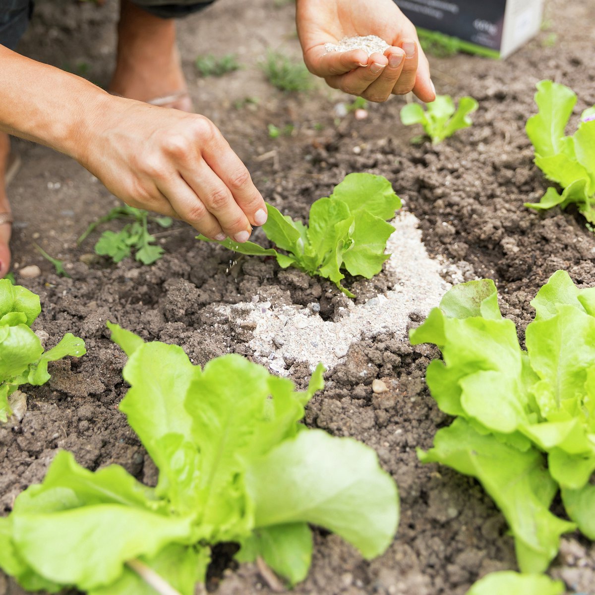 COMPO Bio Barrière Anti-Slak - fysieke slakkenbarrière van zeeschelpen ...
