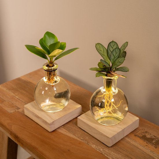 Duo Calathea en Clusia in Samoa glas met Led verlichting - 10cm - ø4 ...