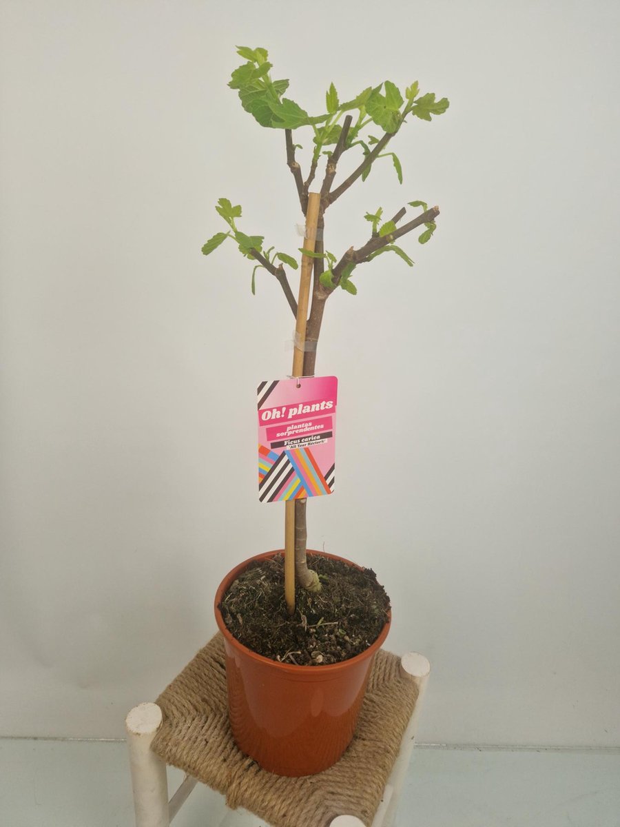 Ficus carica - vijgen boompje - potmaat 20 cm - planthoogte 80 cm ...