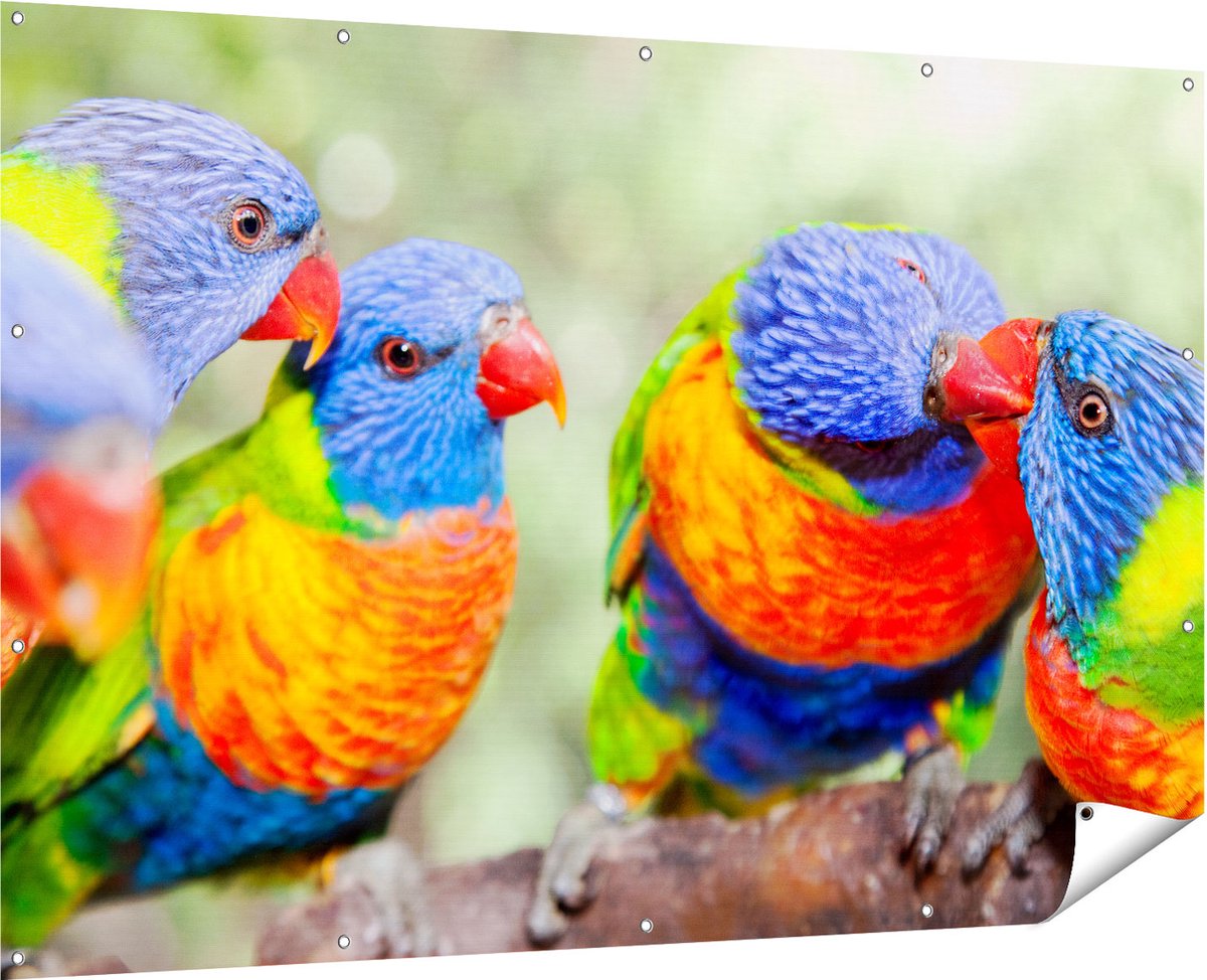 Gards Tuinposter Vier Regenboog Lori Vogels op een Tak - 180x120 cm - Tuindoek -... | bol.com