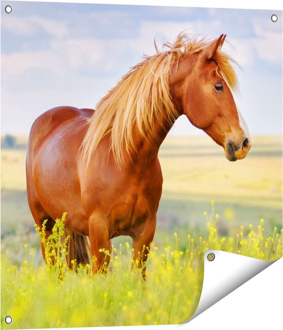 Gards Tuinposter Bruin Paard in de Wei - 70x70 cm - Tuindoek ...