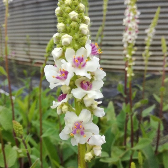 6x Toorts - Verbascum chaixii ‘Album’ - Pot 9x9cm | bol