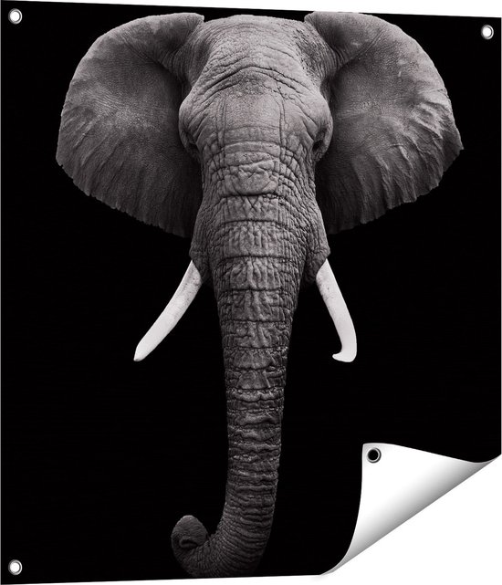Gards Tuinposter Olifantenkop - Olifant - Zwart Wit - 70x70 cm ...