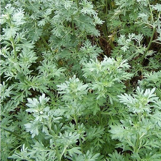6x Alsem / Absint - Artemisia absinthium - Pot 9x9cm | bol