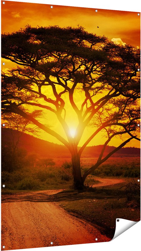 Gards Tuinposter Zonsondergang Achter een Savanne Boom - 120x180 cm ...