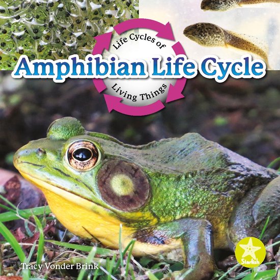 Life Cycles of Living Things - Amphibian Life Cycle (ebook), Tracy ...