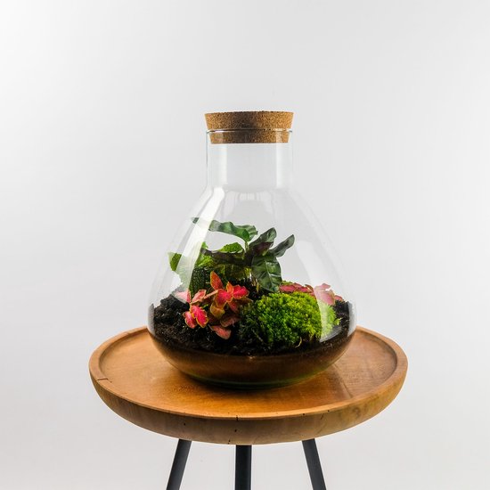 Erlenmeyer planten terrarium - Ecosysteem plant calathea – 26 cm – Ø 22 ... Erlenmeyer planten terrarium - Ecosysteem plant calathea – 26 cm – Ø 22 ...