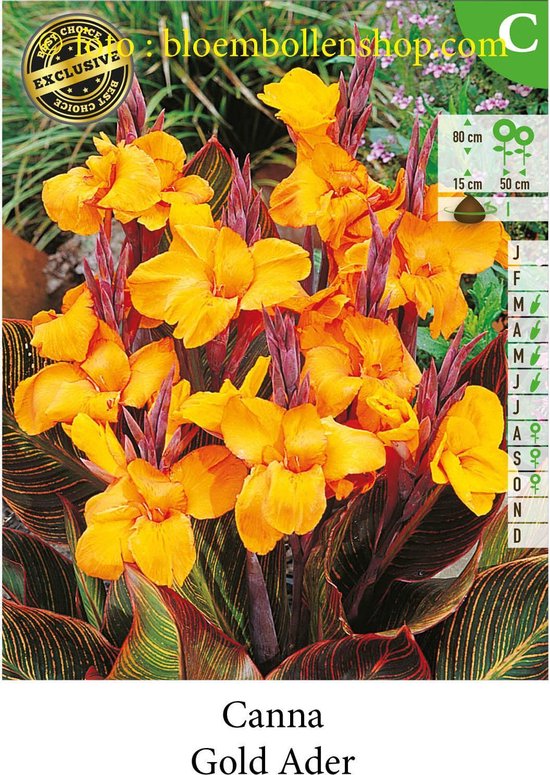 2 KNOLLEN CANNA GOLD ADER C | bol