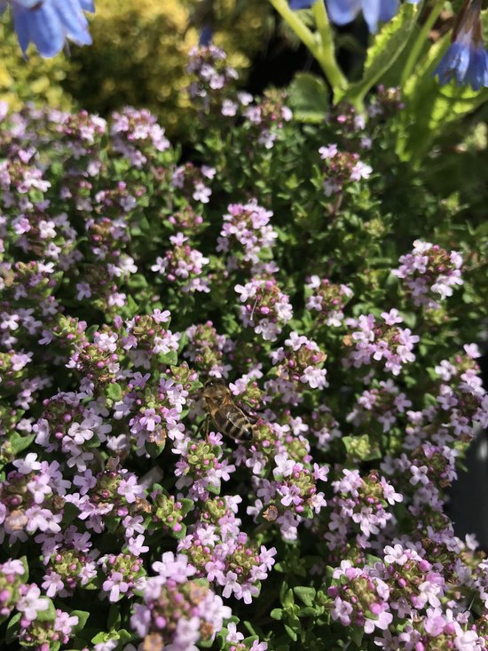 6 x Thymus vulgaris 'Compactus' - Tijm - P9 Pot (9 x 9cm) - Dima Vaste ...