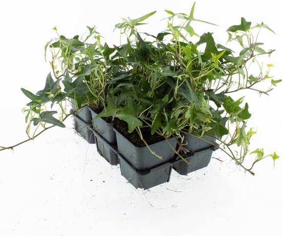 Bodembedekker Groene Klimop - 12 Stuks - Hedera helix 'Sagittifolia ...