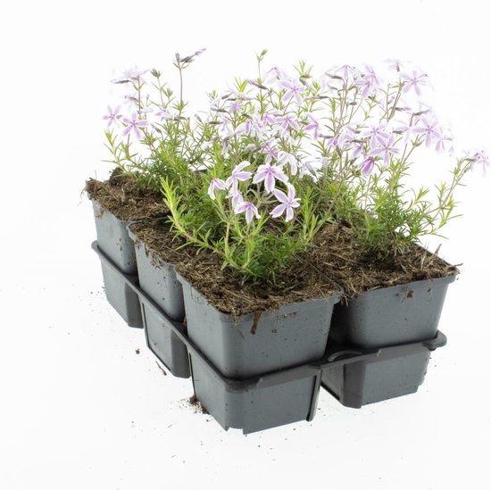 Bodembedekker Wit/Roze Kruipphlox - 12 Stuks - Phlox subulata 'Candy ...