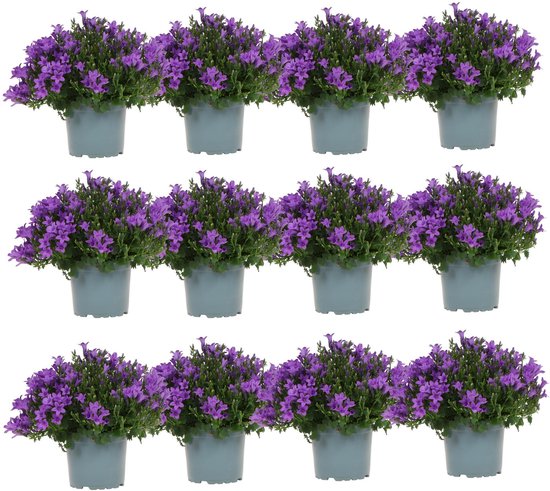 Campanula Addenda - Klokjesbloem paars potmaat 12cm - 2m2 bodembedekker ...