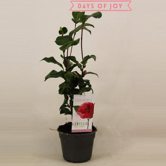 Camelia Japonica, Tuinplant, Struik, Borderplant, Kleur Diep-Rood ...