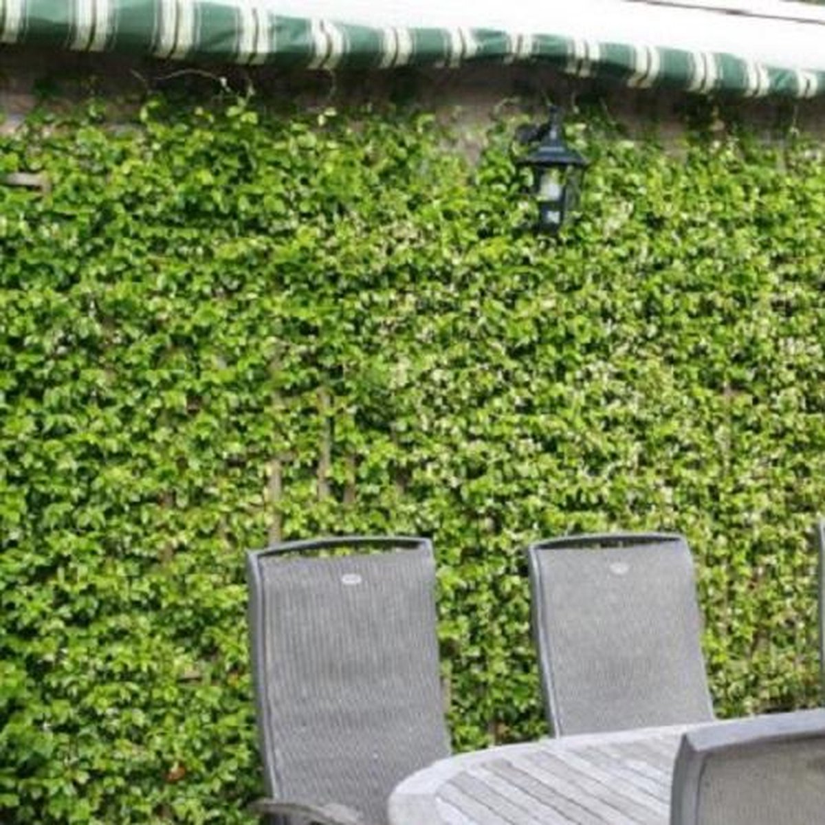 3 x Toscaanse Jasmijn Gemengd (3 halen, 2 betalen!) - Mix Geel, Wit en ...