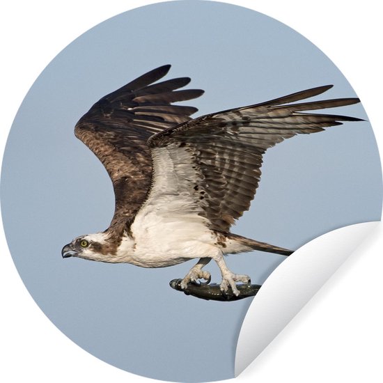 Osprey avec un poisson entre ses pattes Sticker papier peint cercle ...