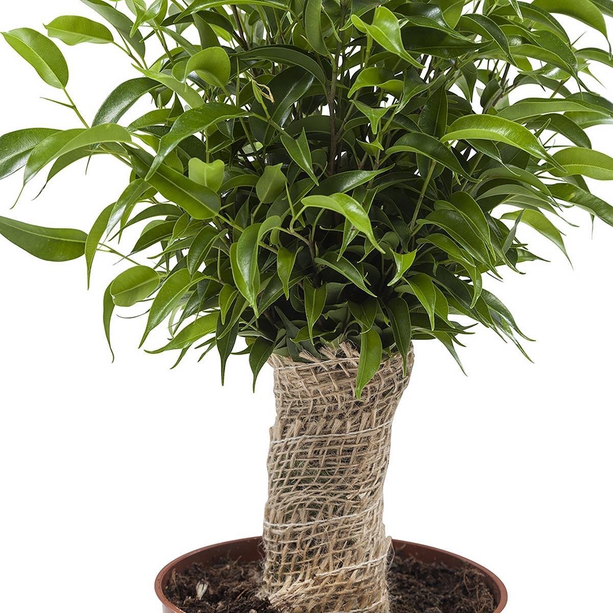Set de 3 - Ficus Natasja Benjamina - Hauteur: 35 cm | bol.com