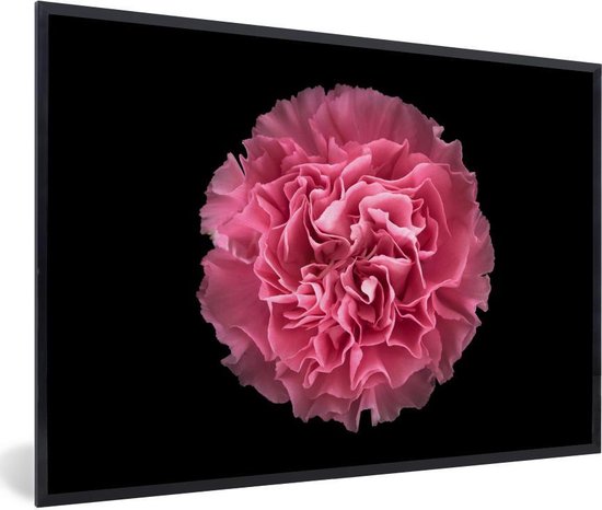 Foto in lijst - Roze anjer op zwarte achtergrond fotolijst zwart zonder ...