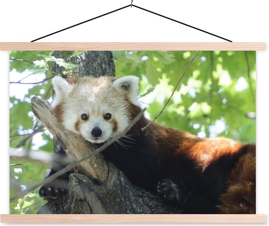 Poster textielposter Panda roux assis sur une branche d'arbre 120x80 cm ...