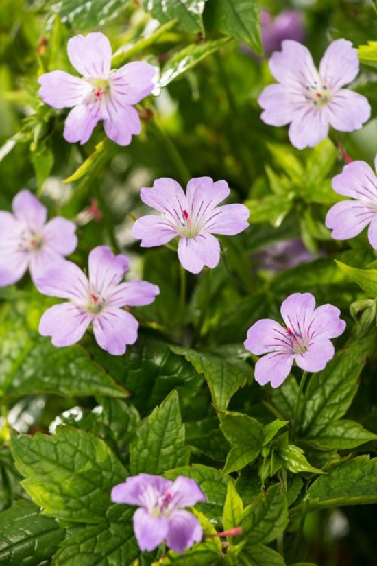 Plants Online - Tuinplanten - Vaste planten - Set van 3 - Geranium ...