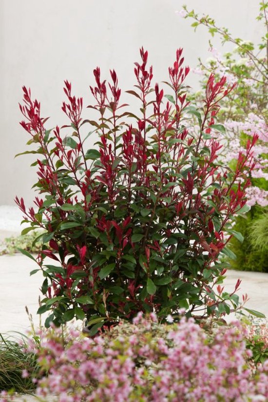 Plants Online - Tuinplanten - Heesters - Set van 1 - Photinia fraseri 'Carré Rouge' -... | bol