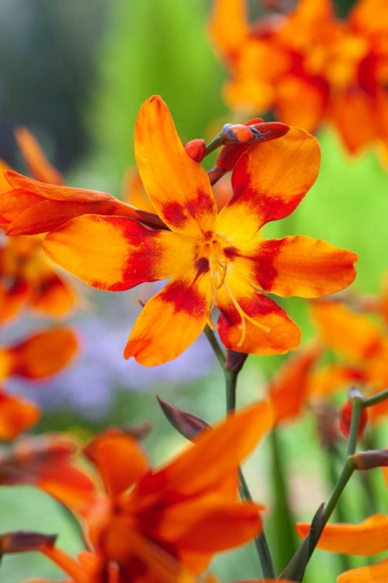 Plants Online - Tuinplanten - Vaste planten - Set van 1 - Crocosmia ...