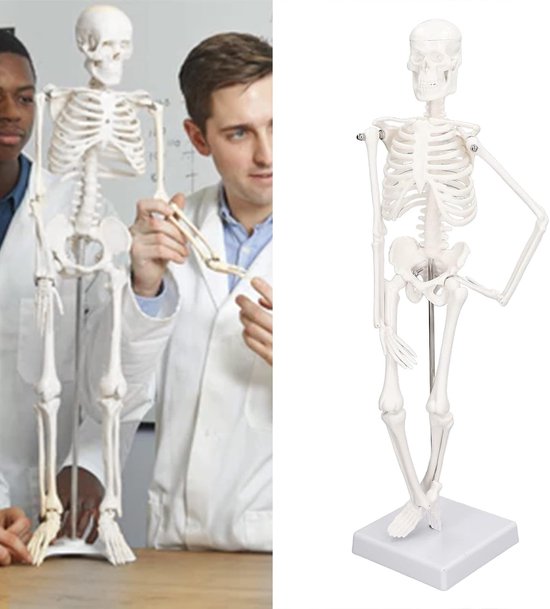 Mini Human Skeleton Model - Anatomical Model - 45cm/17.7inch Mini PVC ...