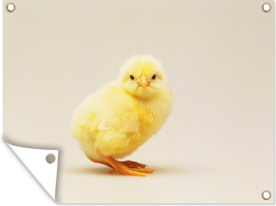 Muurdecoratie buiten Een beeldig geel kuikentje - 160x120 cm - Tuindoek ...